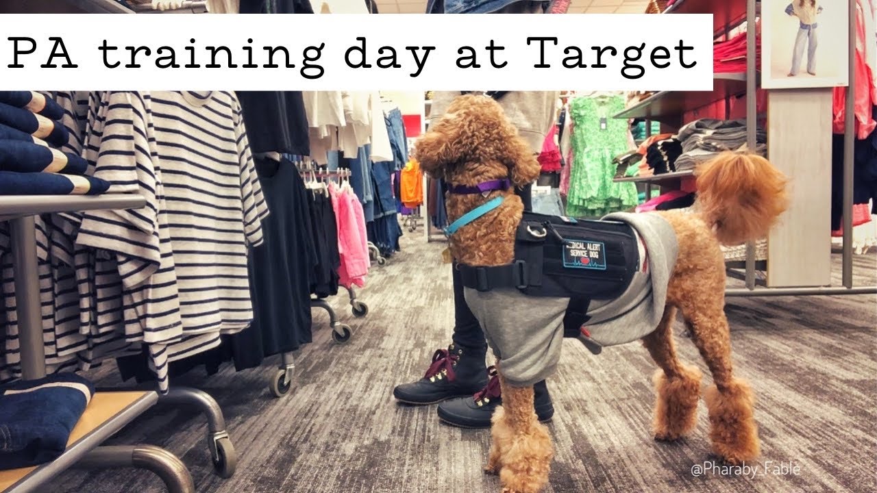 Grocery Shopping & Training with my Service Dog at Target #diml - YouTube