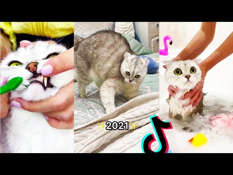 Funny Cat Sonya Kisa 😍 Pet Lifehacks & Product testing