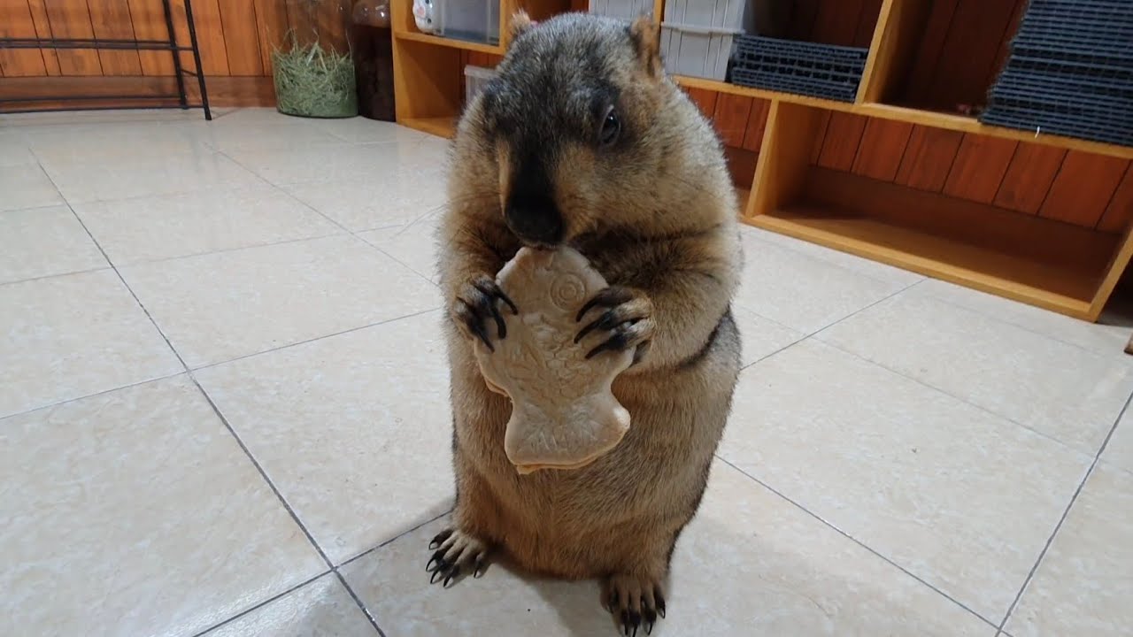 pinch marmot cheeks i have to pay a fish fee - YouTube