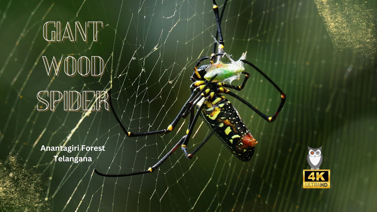 Silken Snare: The Giant Wood Spider's Art of Prey Wrapping | Anantagiri ...
