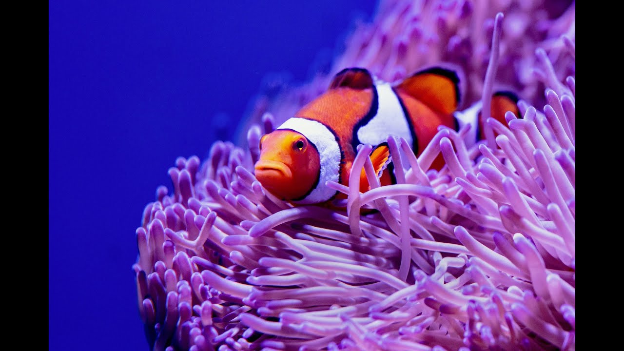 Opening To The Lost Finding Nemo DVD (2003) - YouTube