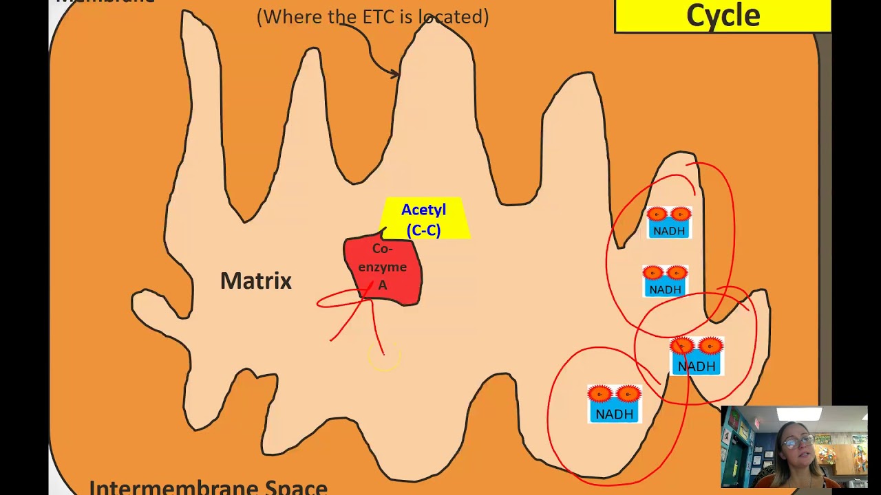 Oxidation of Pyruvate and the Citric Acid Cycle - YouTube