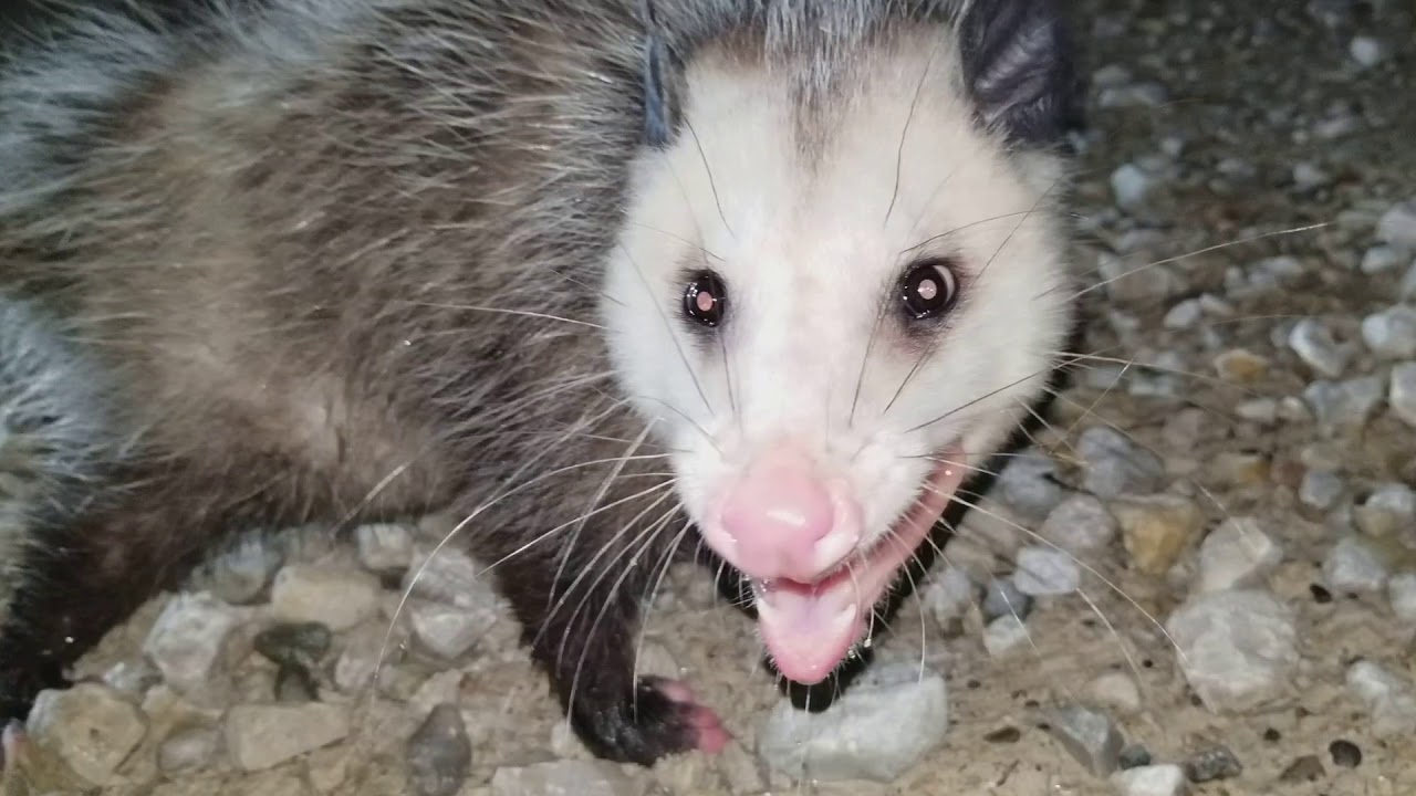 Opossum fun - YouTube