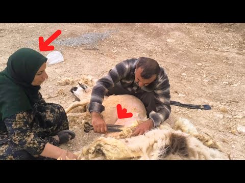 Nomadic Life by Zarigol and Mohammad