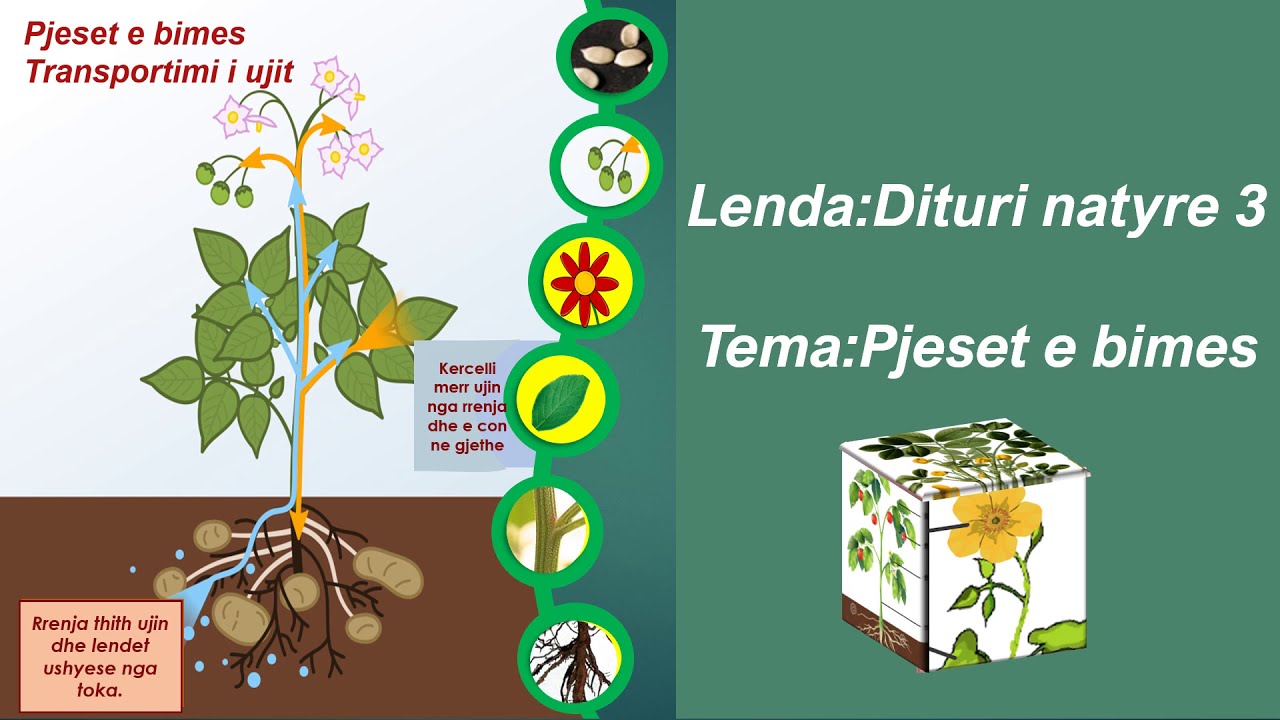 Tema:Pjeset e bimes Lenda:Dituri natyre - YouTube