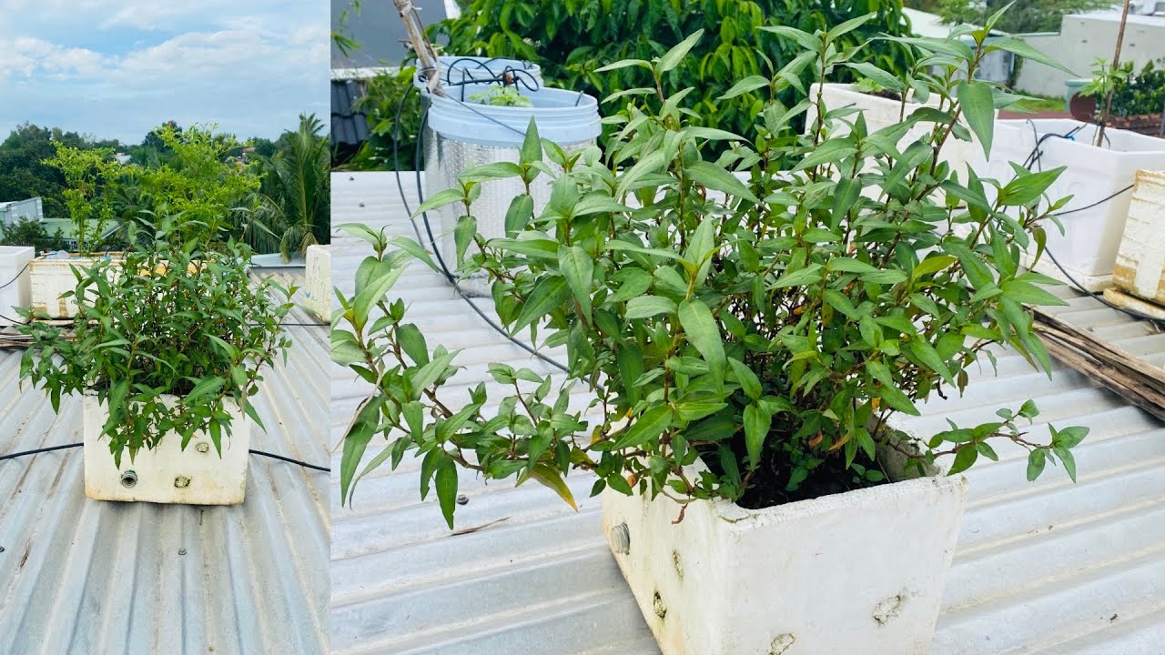 Growing Coriander in this way is highly productive / DIY Rooftop Garden ...