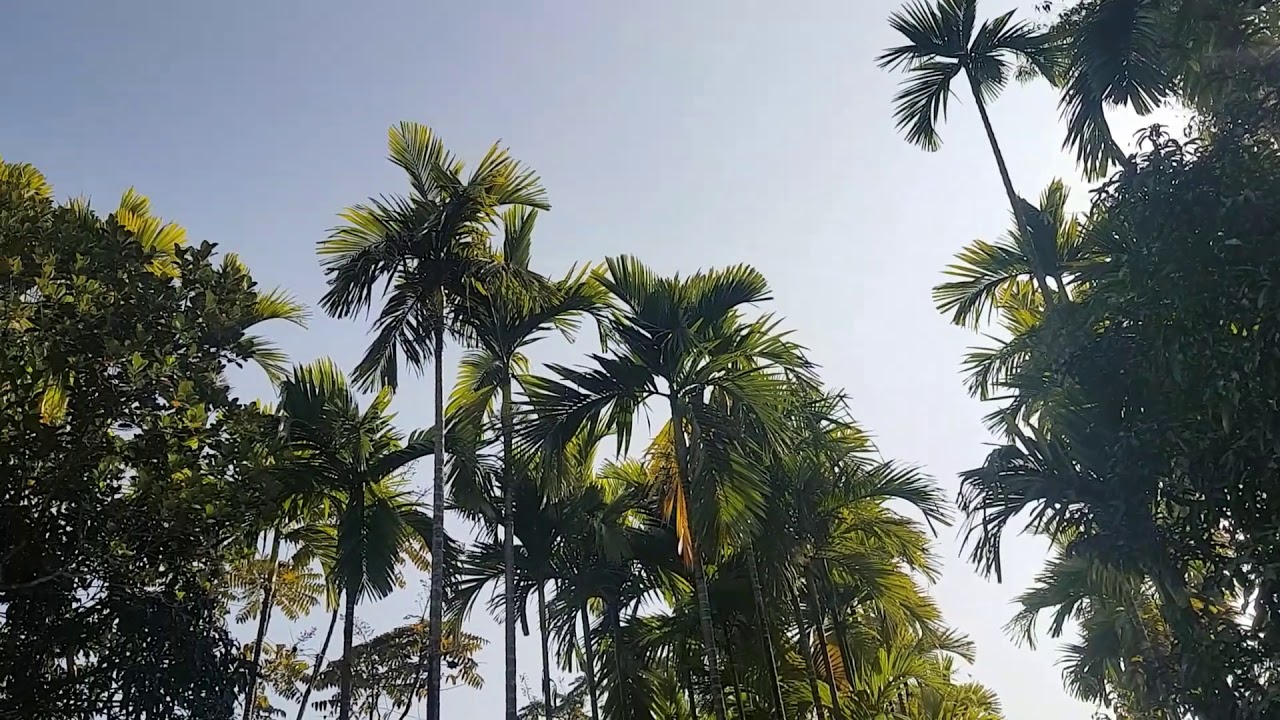 Betel Nut Tree | Bishwanath | Sylhet - YouTube