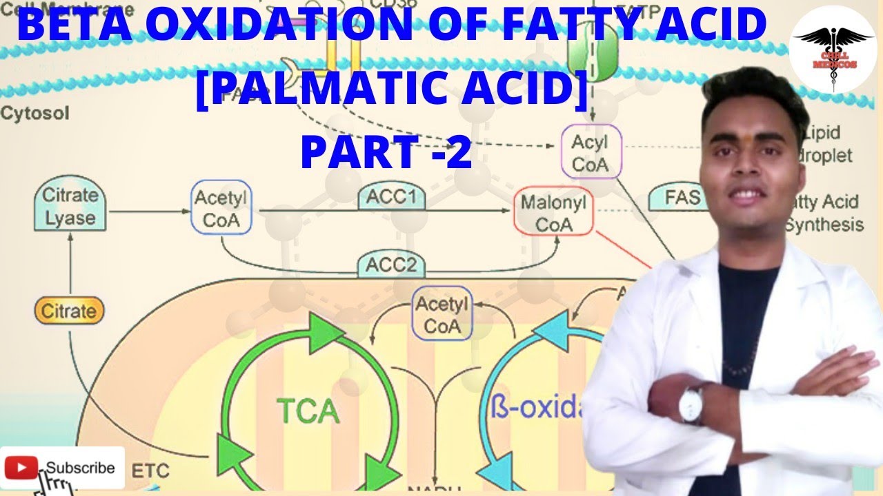 Beta oxidation of palmitic acid [ part -2] || Energetics | regulation ...