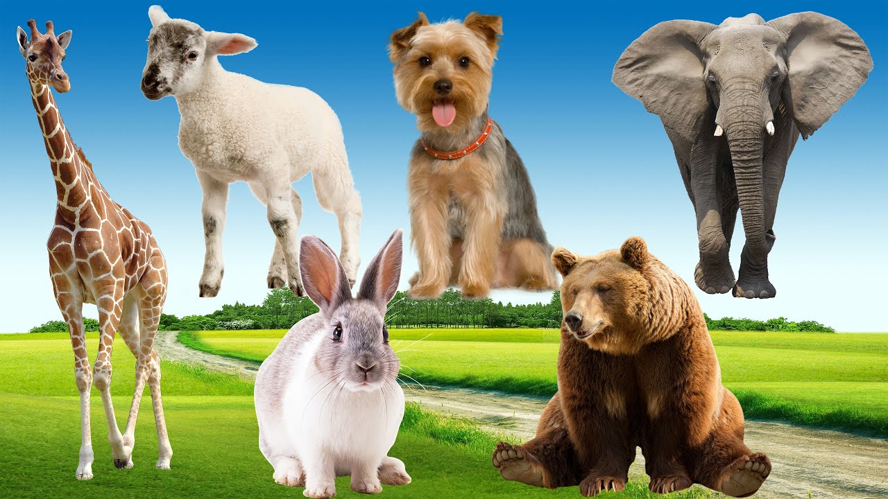 Adorable pet congress, fun animals: cats, cows, monkeys, pigs, ducks ...