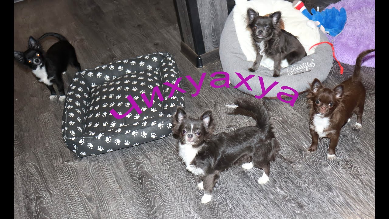 Голубые, шоколадные, чёрные ЩЕНКИ ЧИХУАХУА. Длинношерстные девочки ...