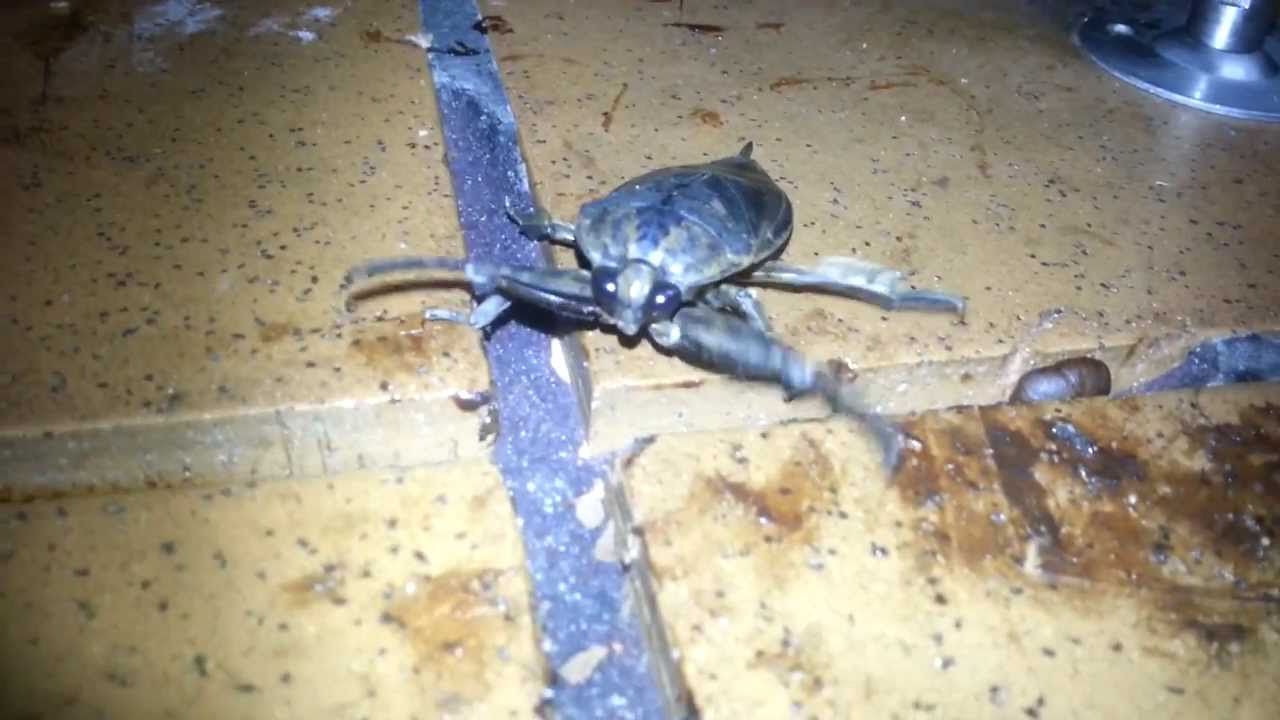 Bug attack at work wtf - YouTube