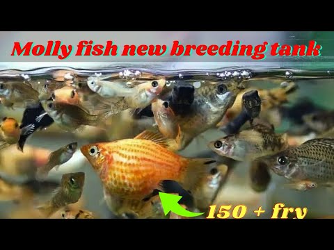 MY FIRST BLOG | MOLLY FISH NEW BREEDING BOX | #aquarium - YouTube