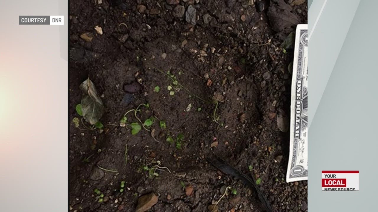 Indiana Natural Resources confirms 1st black bear in Indiana since 2016 ...