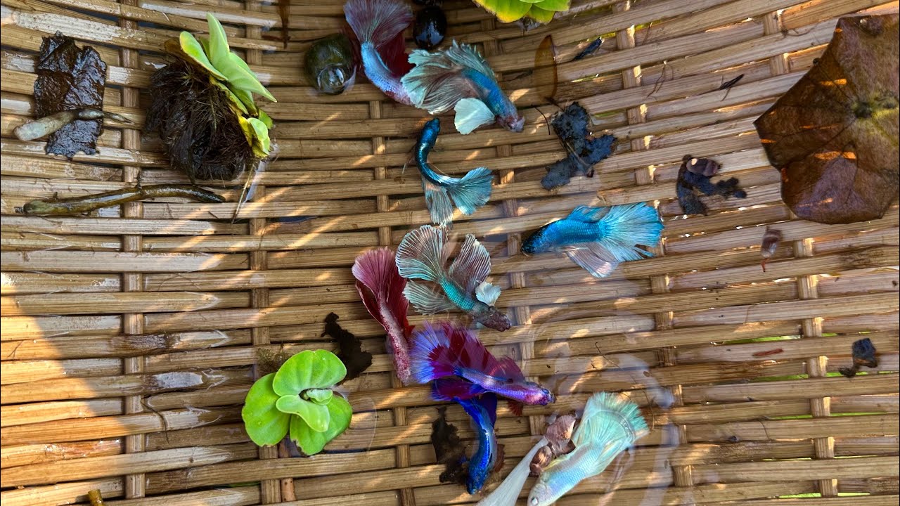 Today So Lucky Day!!! We Already Found Beautiful Betta Fish From Lotus ...