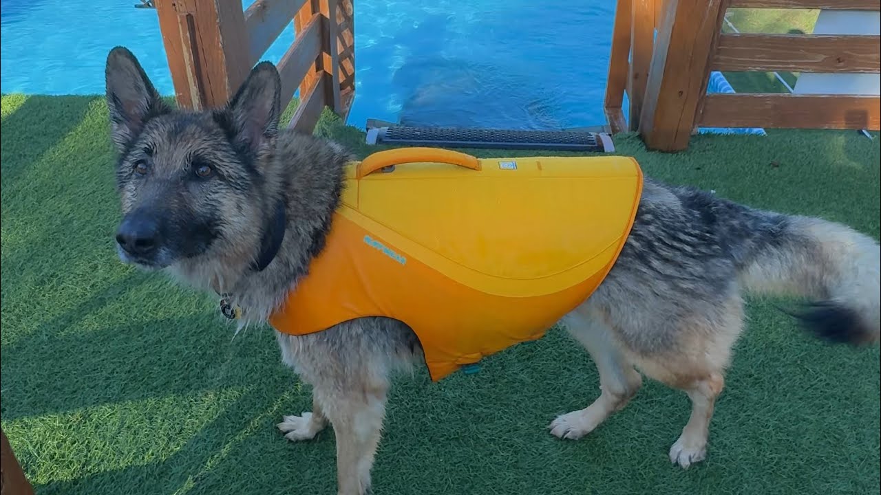 Dramatic German Shepherd Goes Swimming - YouTube