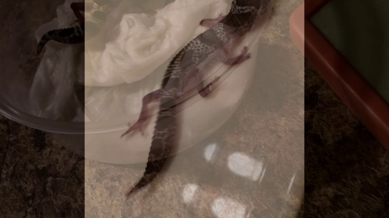 CURING METTABOLIC BONE DISEASE IN LEOPARD GECKOS - YouTube