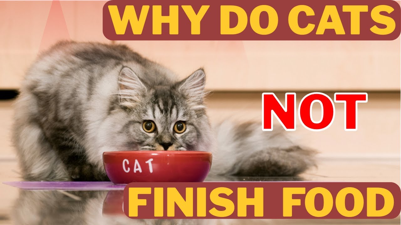Why Do Cats Not Finish Their Food 8 Surprising Reasons Explained - YouTube
