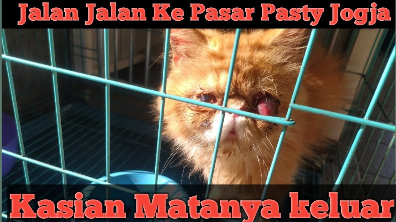 Harga kucing di pasar pasty Yogyakarta , kasihan ada kucing yang sakit ...