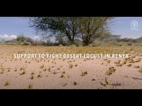 Desert Locust in Kenya - Support to Farmers in Turkana County