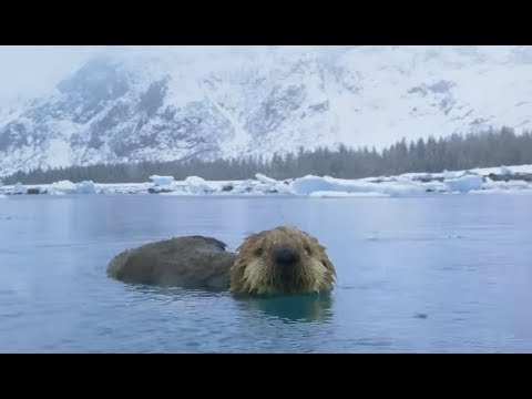 Lost Otter Pup in Blizzard - Will Mum Find Him In Time? - YouTube