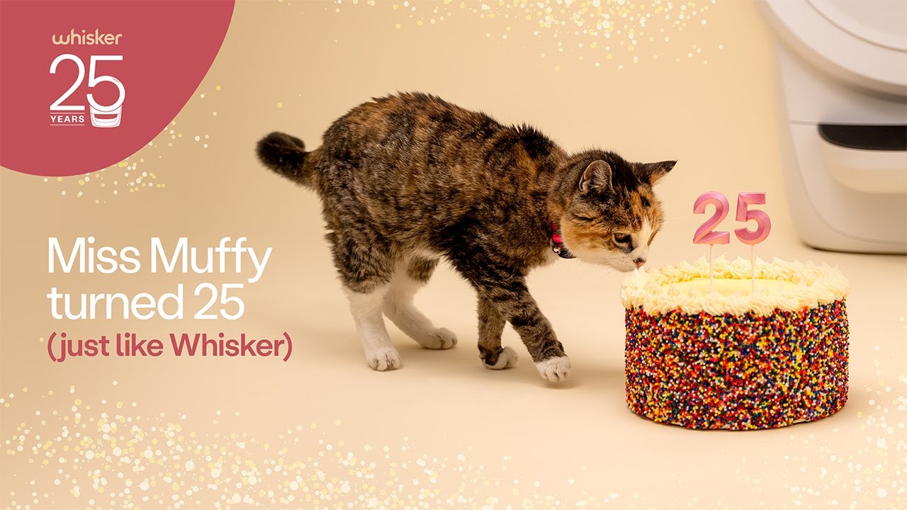 Happy Birthday Miss Muffy | Celebrating 25 Years of Whisker and Litter ...