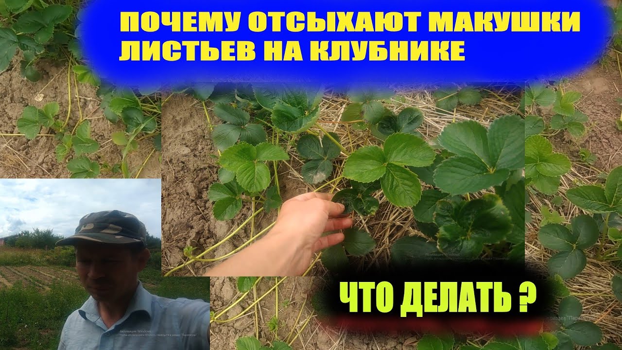 Чего не хватает клубнике Дефицит кальция Youtube