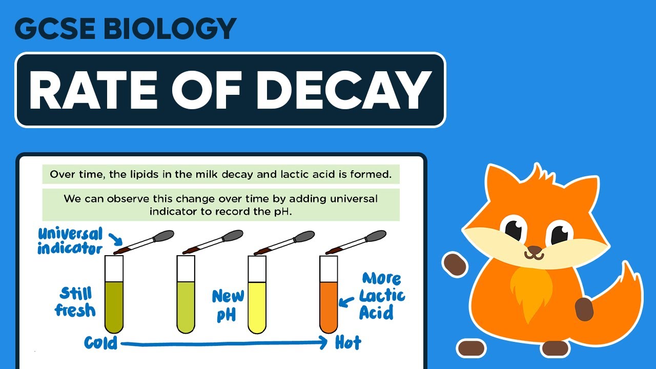 Decomposition Rate of Decay - GCSE Biology - YouTube