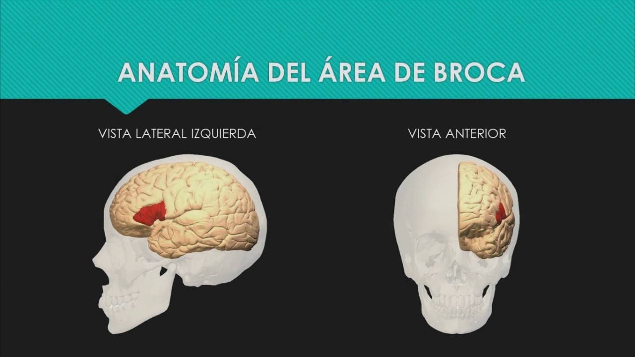 Área de Broca Neuroanatomía Misael Moreno - YouTube