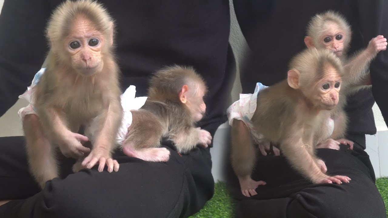 lubu monkey has a lovely new friend - YouTube