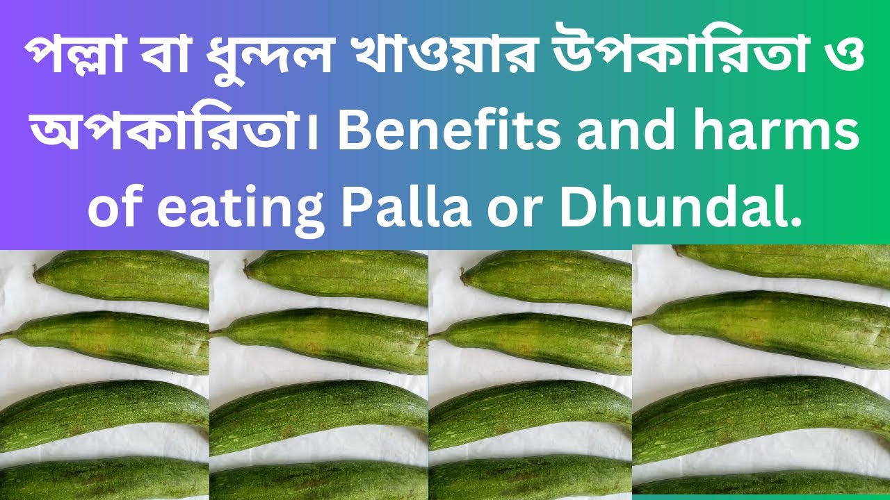 পল্লা বা ধুন্দল খাওয়ার উপকারিতা ও অপকারিতা। Benefits and harms of ...