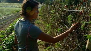 UVA's Morven Kitchen Garden