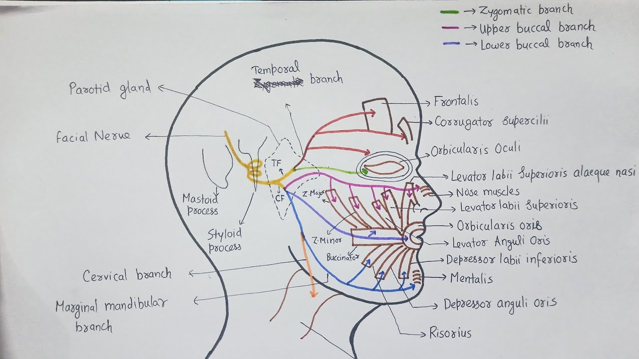 NERVE SUPPLY OF FACE ( Motor supply ) - YouTube