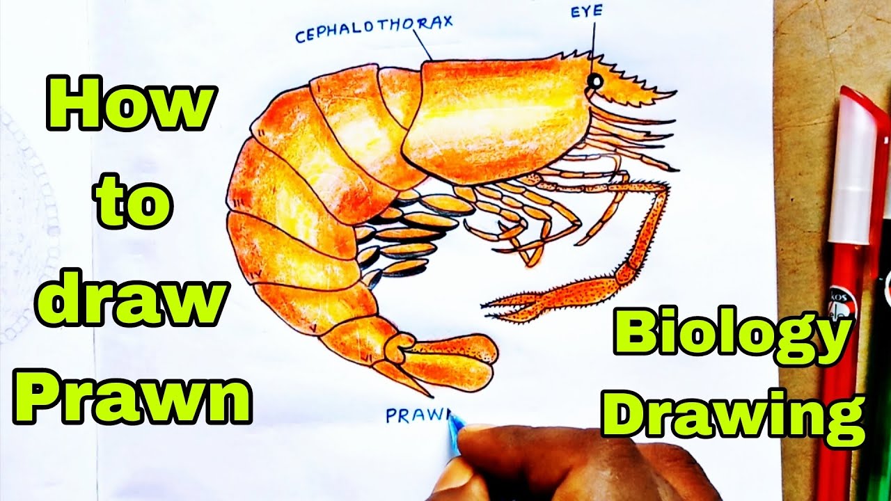 How to draw Prawn#prawn_drawing#biology_drawing - YouTube