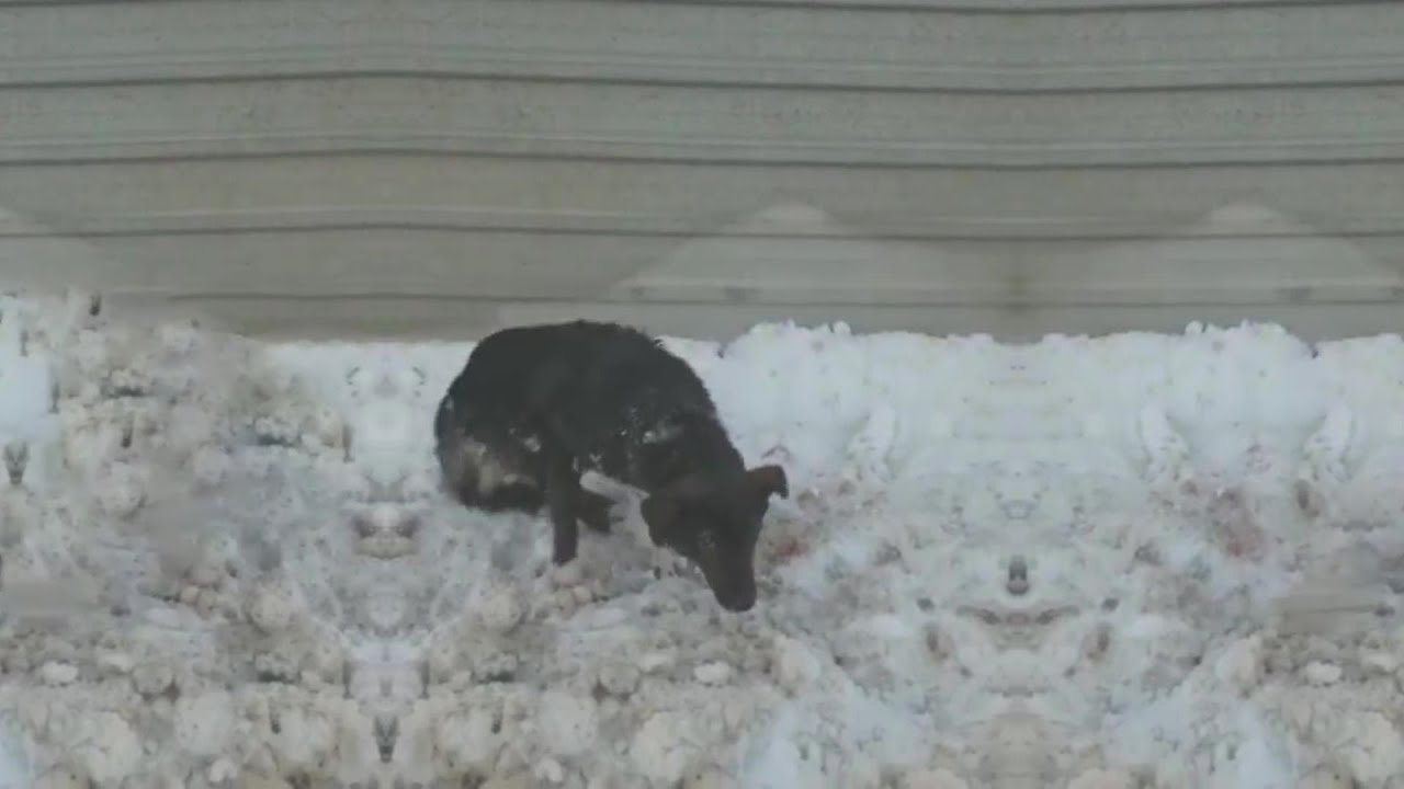 He lay in the snow, scared and desperate for days, crying for help ...