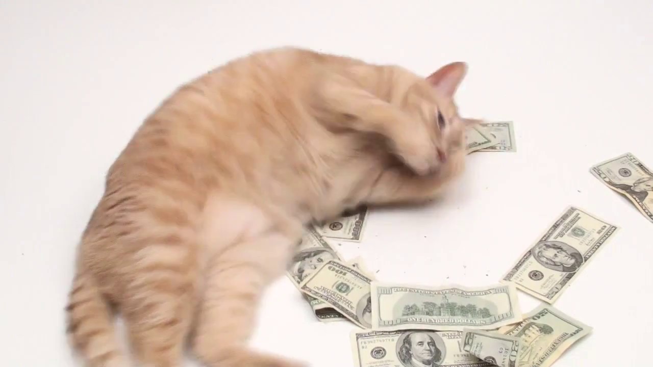 Cat Playing with Money! - YouTube