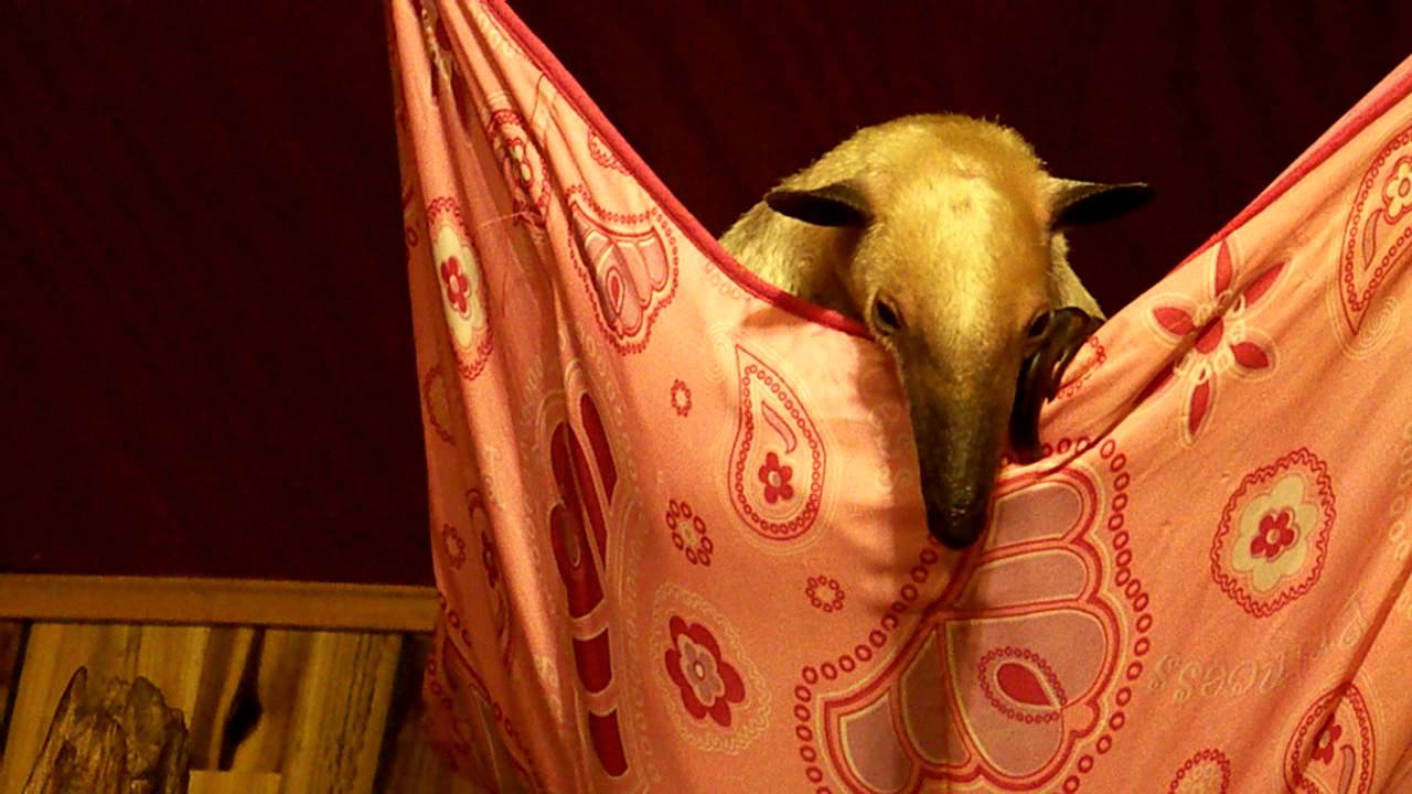 Anteater upset by noises - YouTube