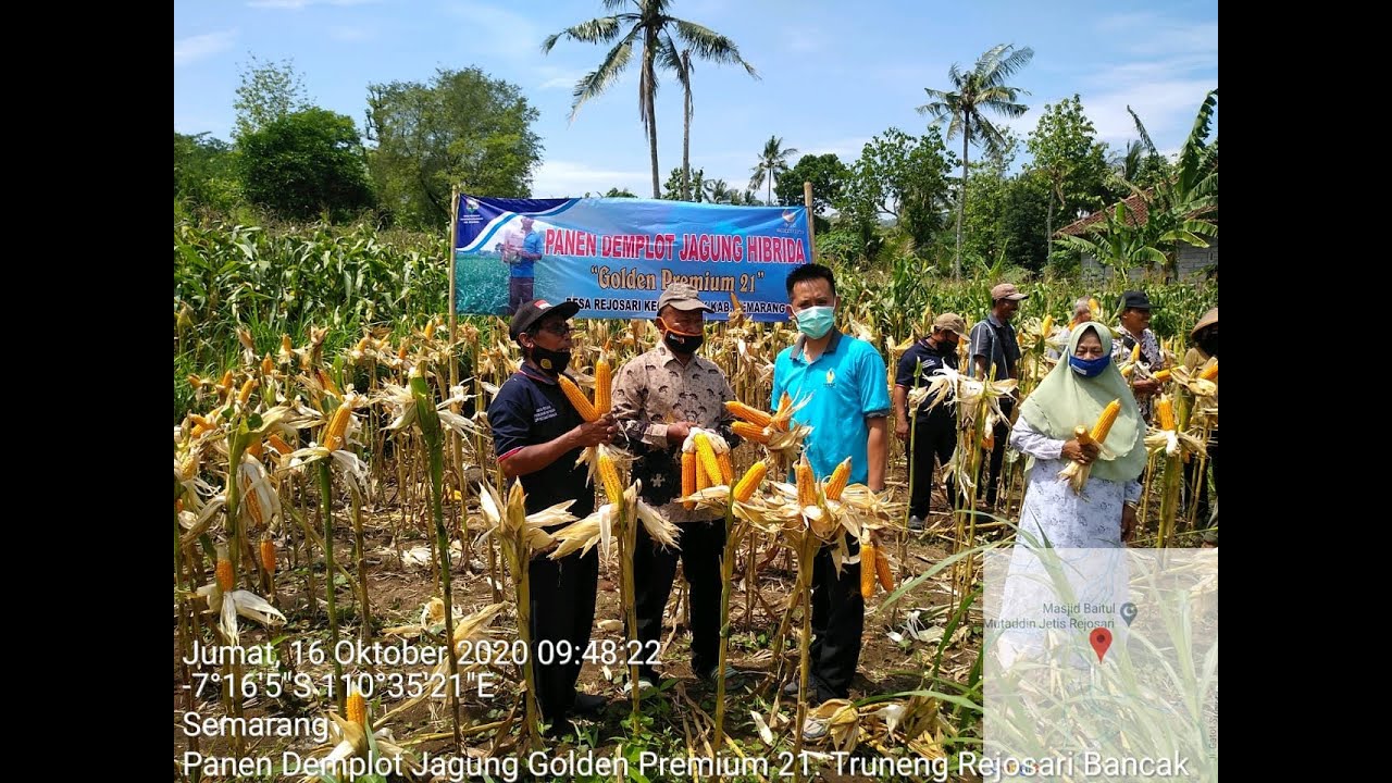 PENEN DEMPLOT BENIH JAGUNG GOLDEN PREMIUM 21 - YouTube