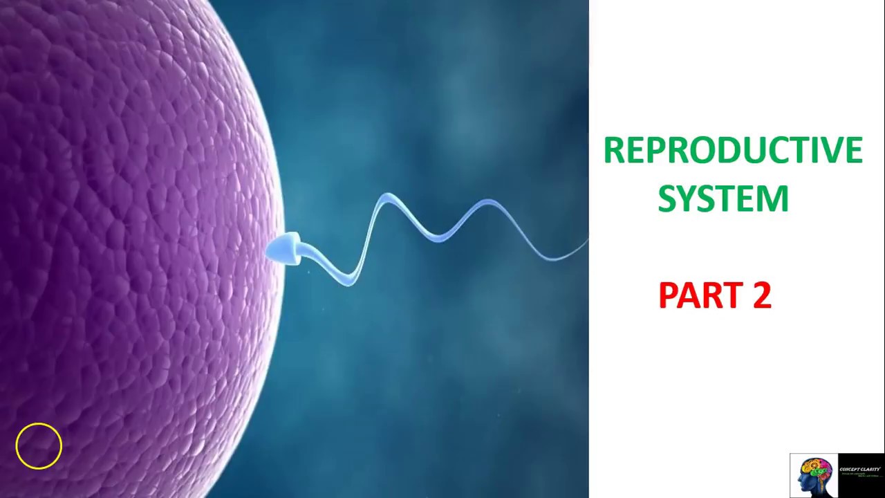 Reproductive System- ICSE Class 10th Biology(Part 2) - YouTube