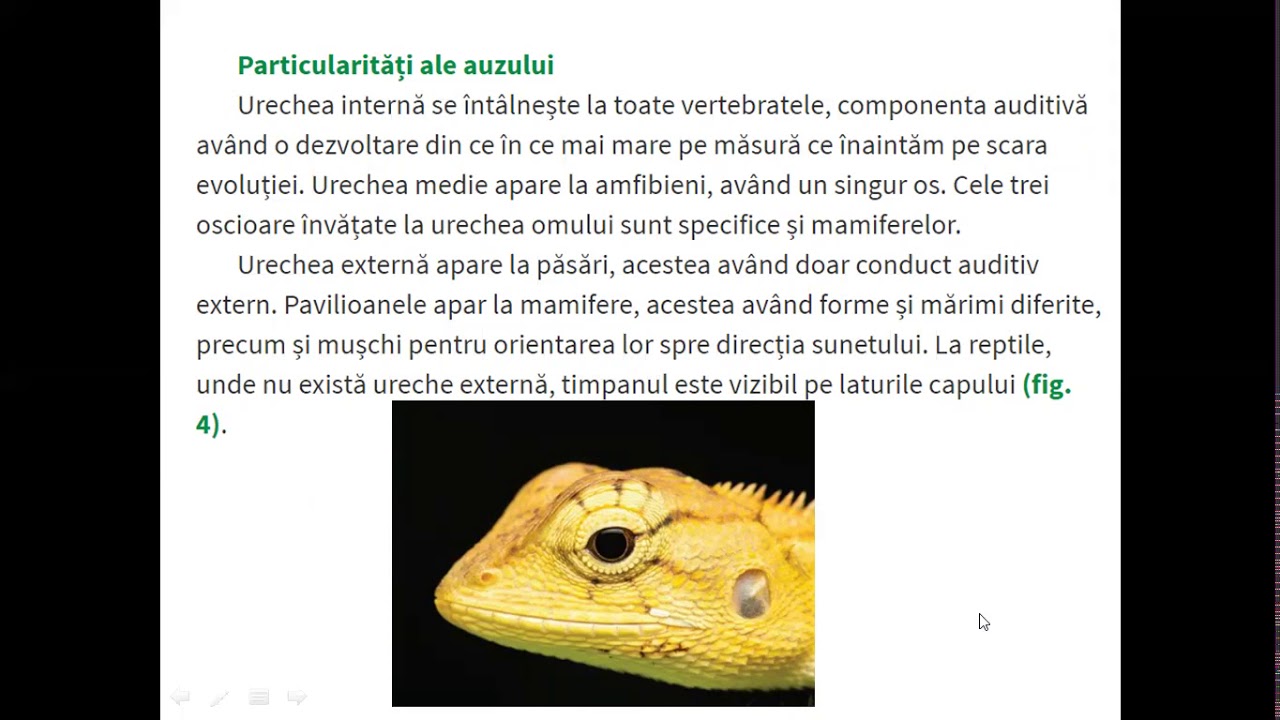 PARTICULARITATI ALE SENSIBILITATII LA VERTEBRATE - Lectii de biologie ...