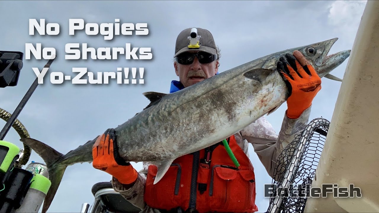 No Pogies, No Sharks, Yo-Zuri!!! Kingfish - YouTube