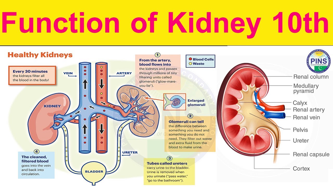 Function of Kidney 10th - YouTube