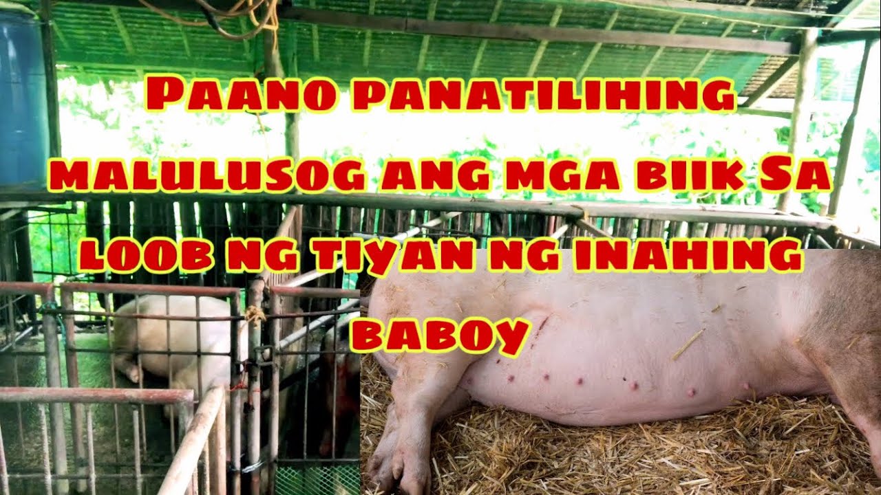 Paano panatilihing malulusog ang mga biik sa loob ng tiyan ng inahing ...