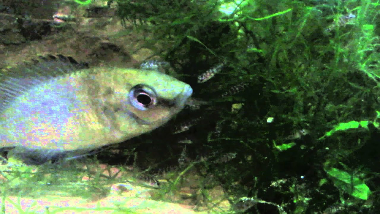 Protomelas 'johnstoni solo' fry guarding - YouTube