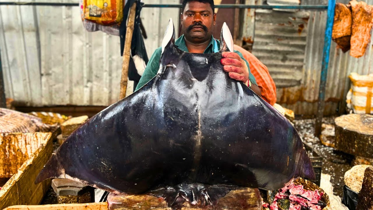 60KG BIG STINGRAY FISH CUTTING BY SPEED SELVAM | HD VIDEO | IN KASIMEDU ...