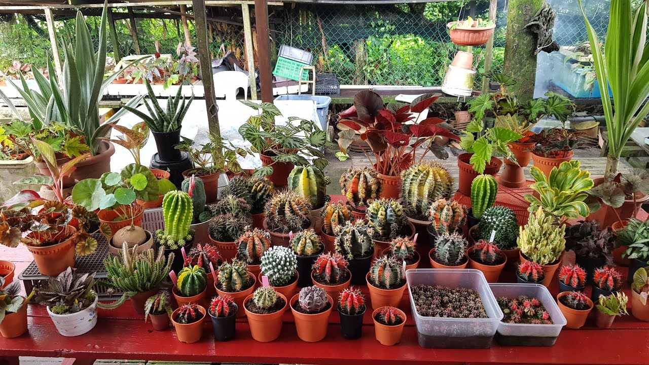 Glass Garden Cactus Collection Showcase - YouTube