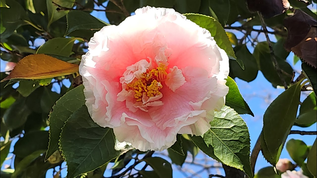 Garden Tour on the First Day of Spring - YouTube