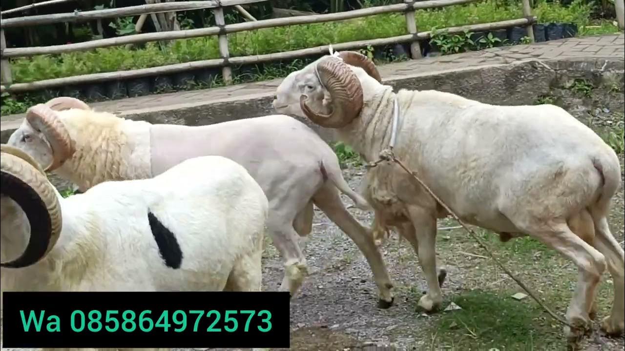 update harga domba terbaru langsung dari kandang Setok ratusan ekor domba Garut mulai1750000 ...