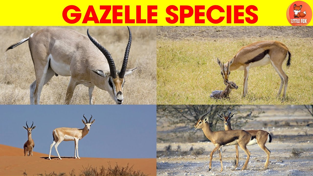 How Many Gazelle Species Are There? 🤔 Amazing Animal Facts! for kids # ...