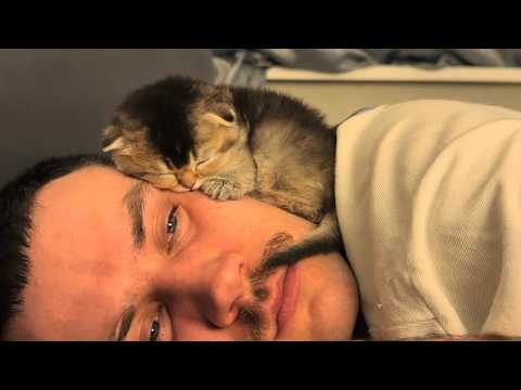 Cute Cat Claims You As His The One🤣