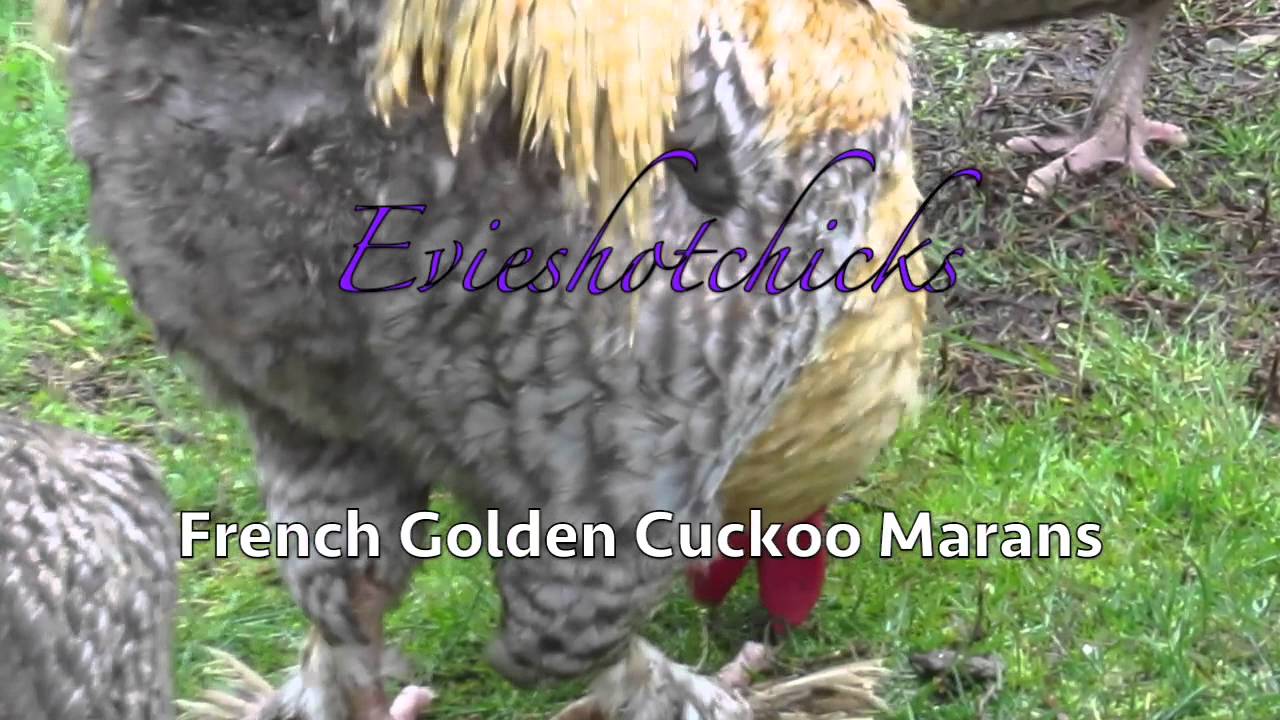 French Golden Cuckoo Marans - YouTube